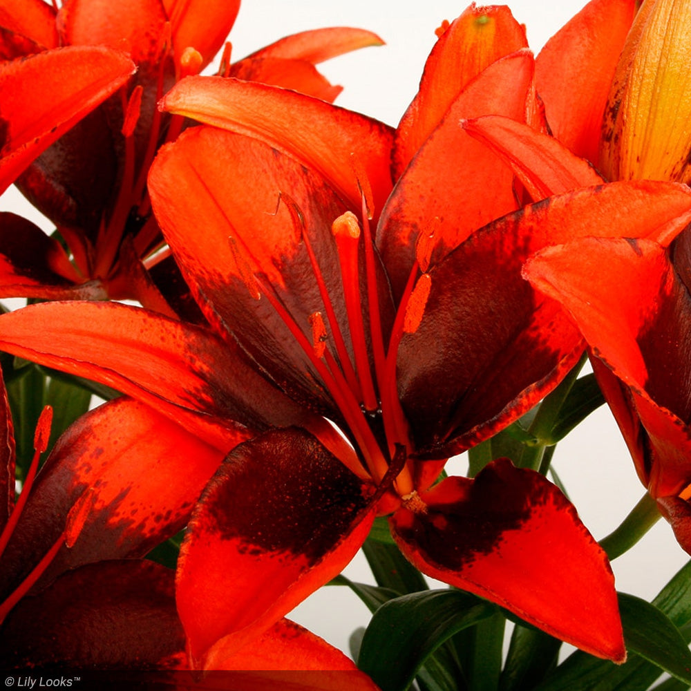 Asiatic Lily, Tiny Ink #1 – Greenwood Creek Nursery