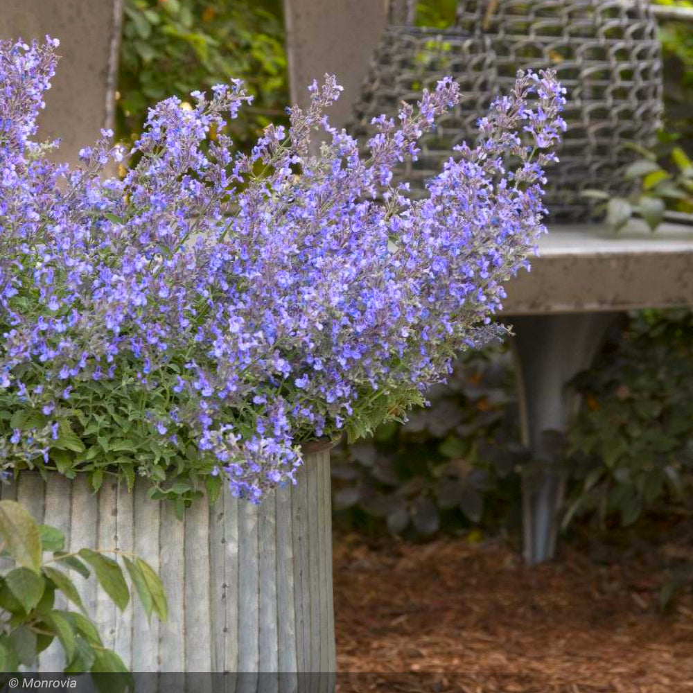 Catmint, Junior Walker #1 – Greenwood Creek Nursery