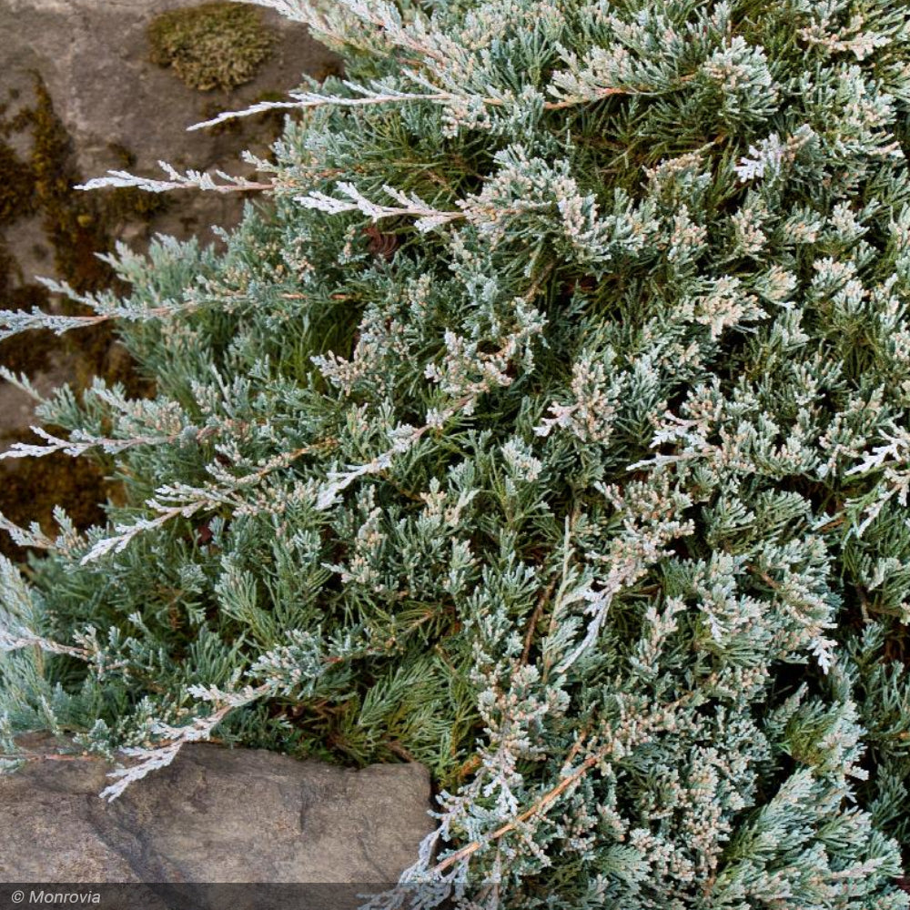 Juniper Blue Rug 2 Greenwood Creek Nursery