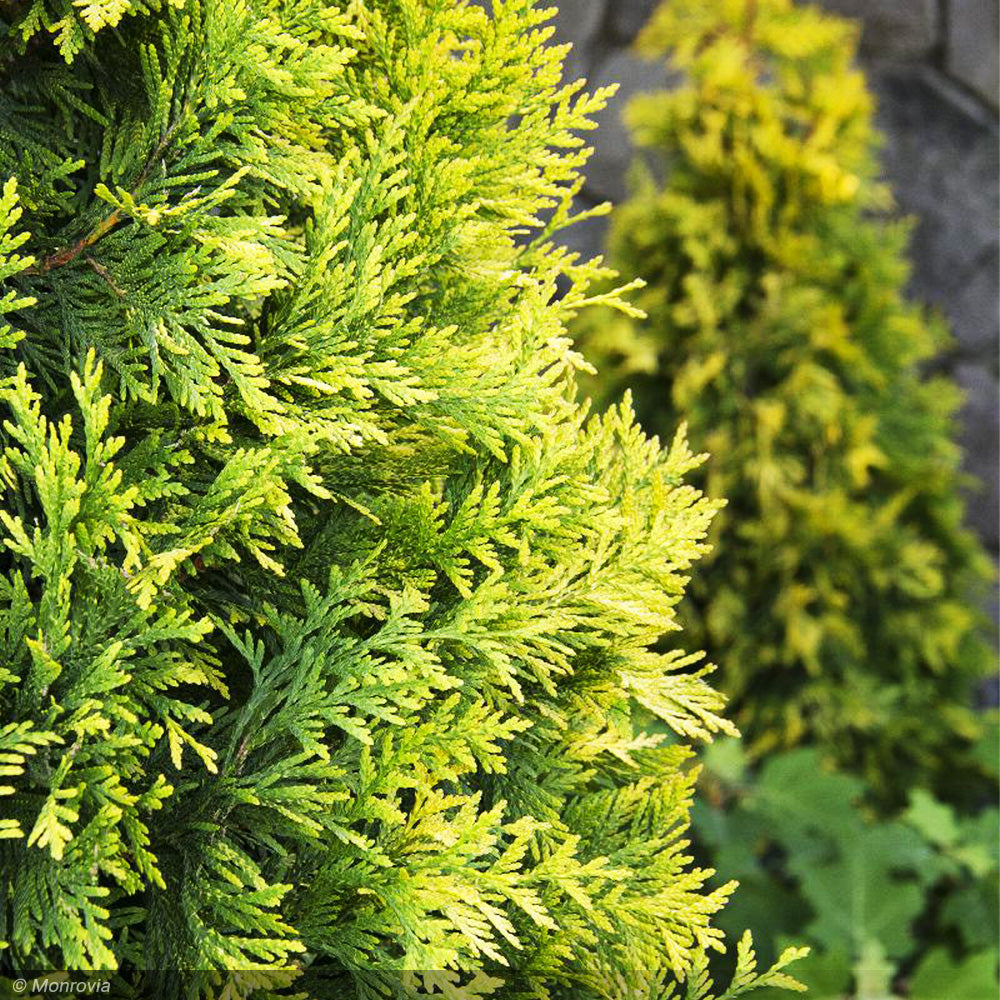 arborvitae shrubs