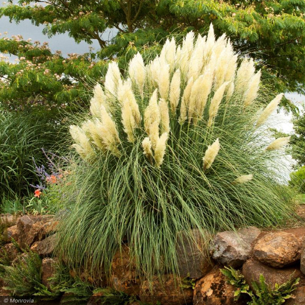 Pampas Grass Ivory Feather 3 Greenwood Creek Nursery