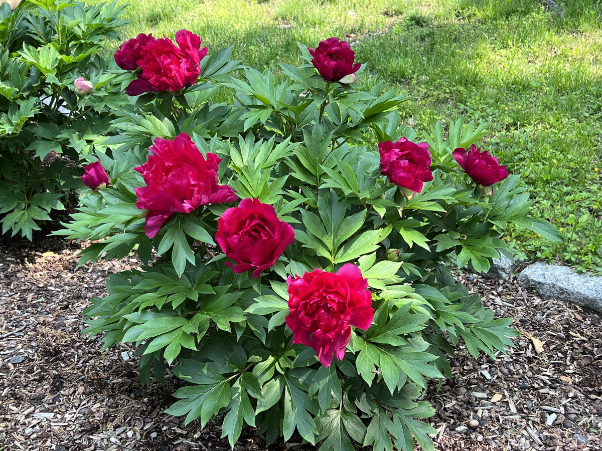 Peony, Itoh Candy Apple Red #5 – Greenwood Creek Nursery