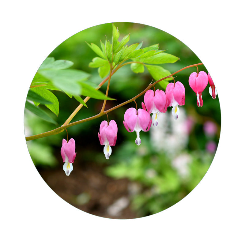 Perennials – Greenwood Creek Nursery