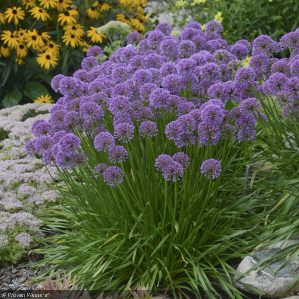 Allium, Millenium #1 – Greenwood Creek Nursery