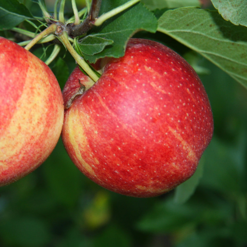 Apple, Royal Gala #7 – Greenwood Creek Nursery