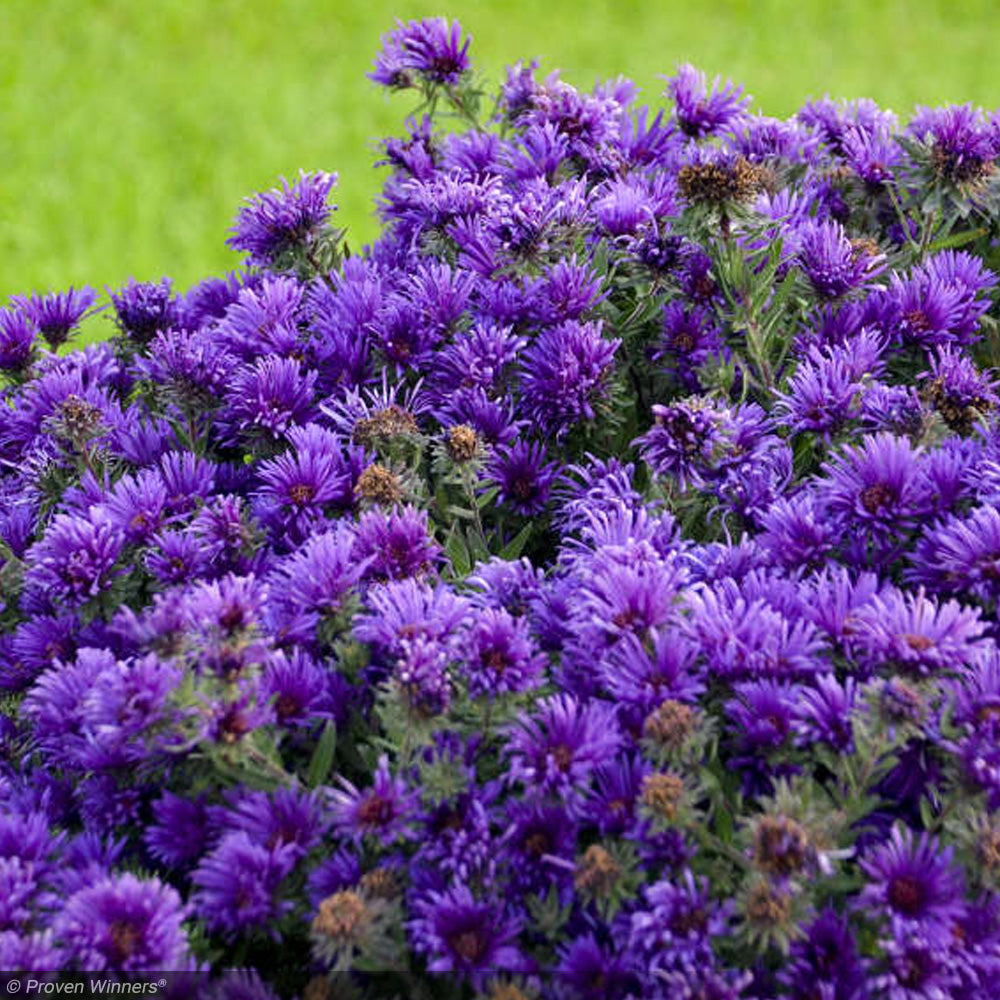 Aster, Grape Crush #1 – Greenwood Creek Nursery