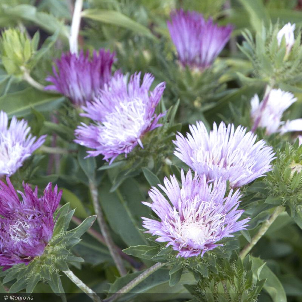 Aster, Stokes Color Wheel #1 – Greenwood Creek Nursery