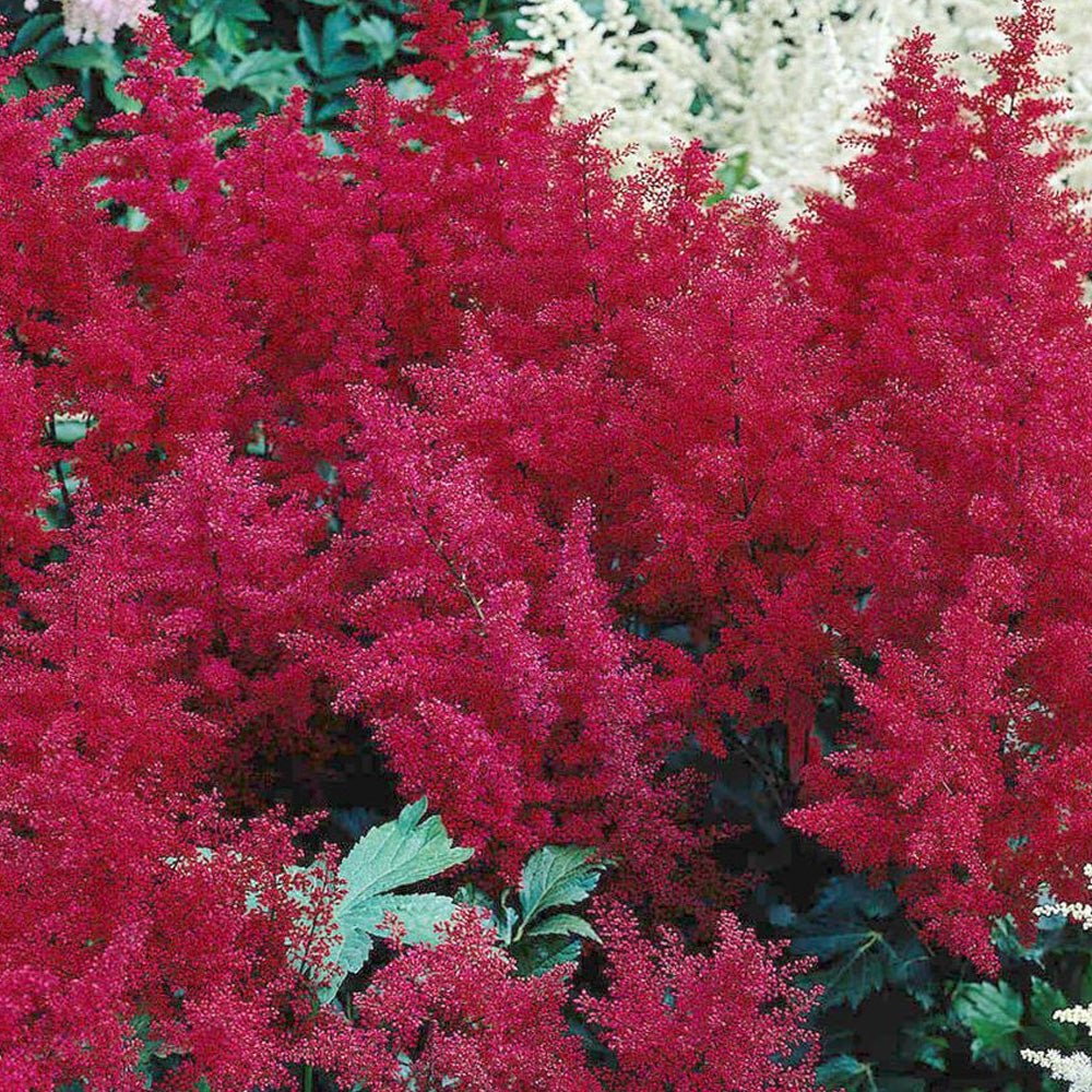 Astilbe, Montgomery #1 – Greenwood Creek Nursery