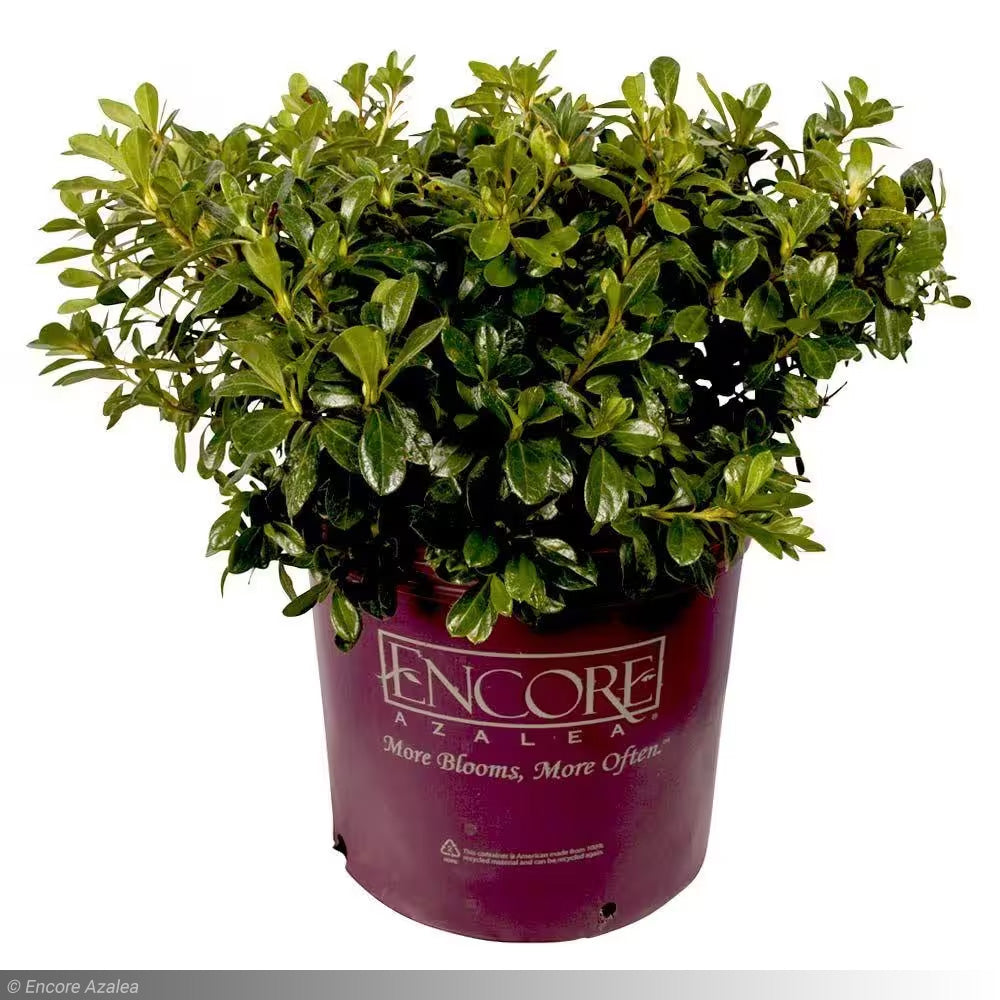 Azalea, Encore Autumn Princess #3 – Greenwood Creek Nursery