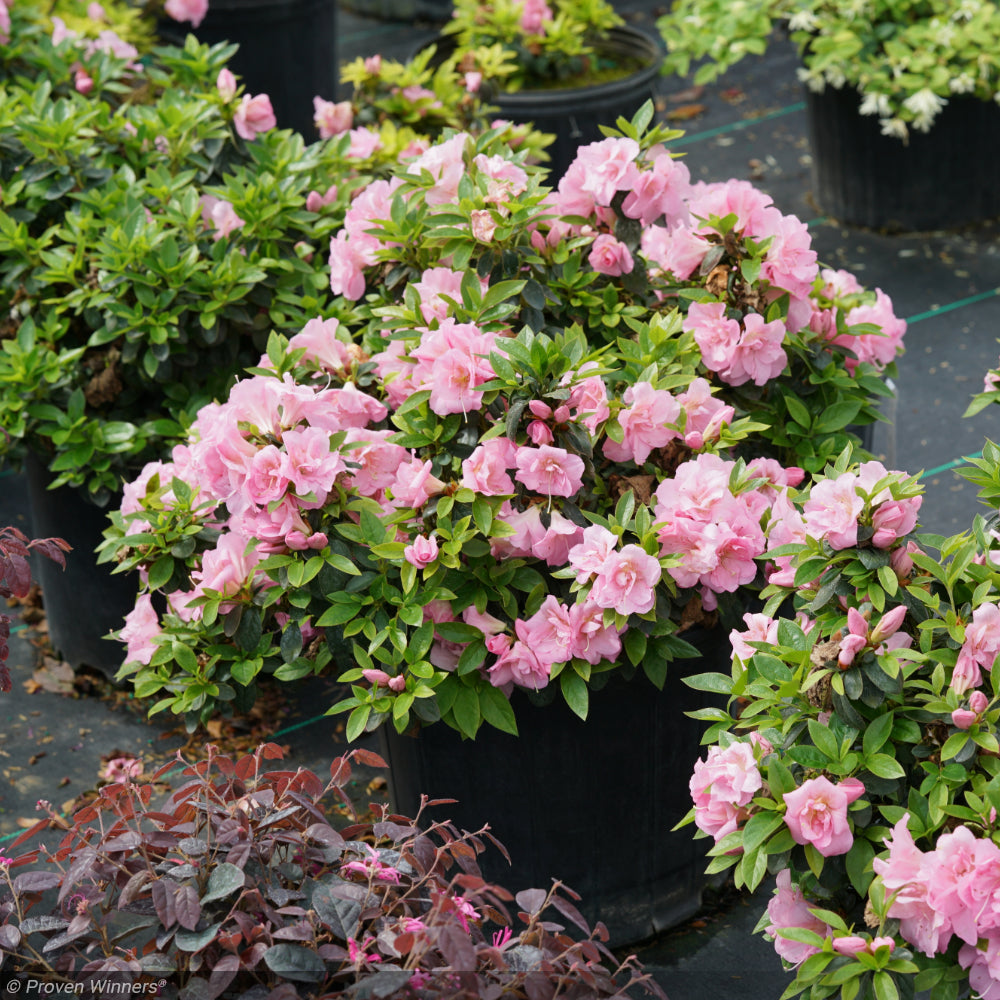 Azalea, Perfecto Mundo Double Pink #3 – Greenwood Creek Nursery