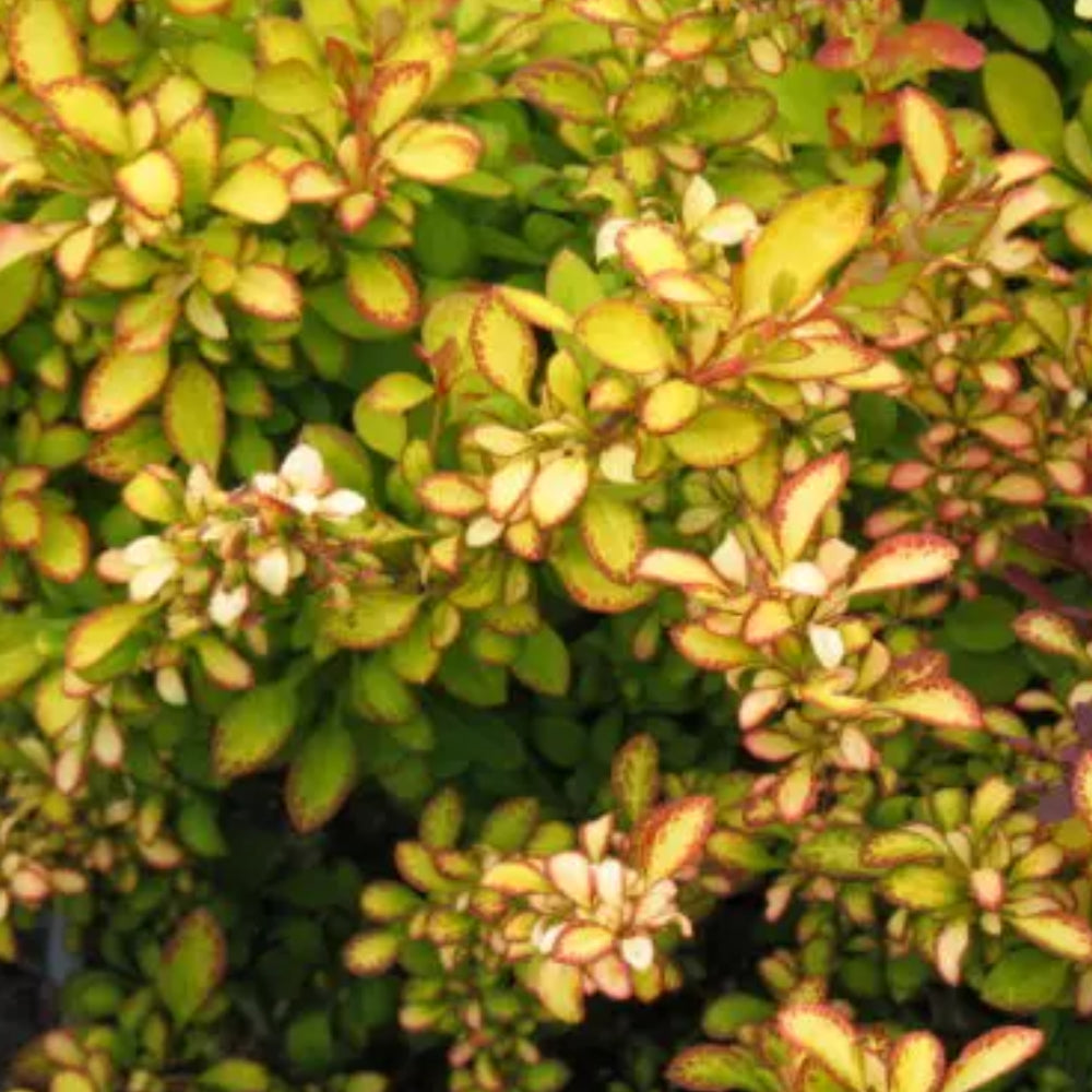 Barberry, Limoncello #3 – Greenwood Creek Nursery
