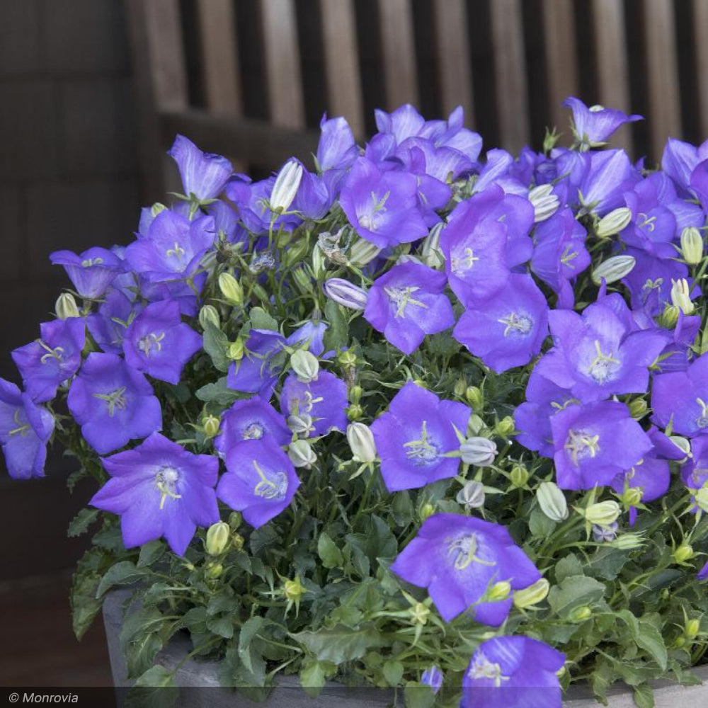 Bellflower, Deep Blue #1 – Greenwood Creek Nursery