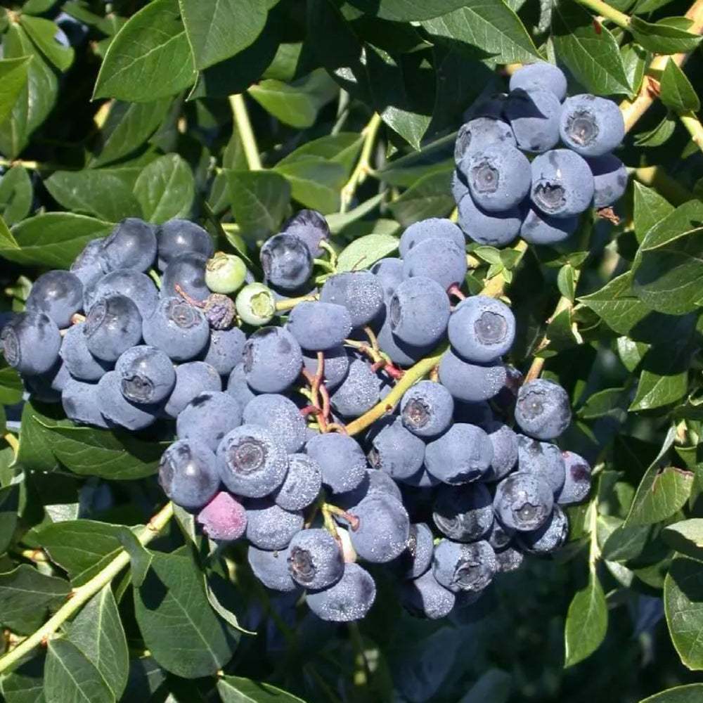 Blueberry, Patriot Highbush #3 – Greenwood Creek Nursery