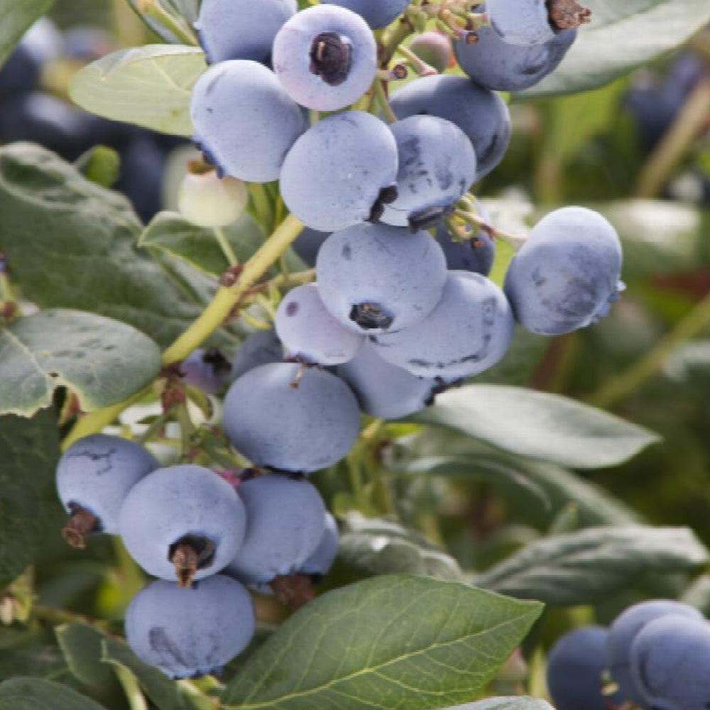 Blueberry, Sunshine Blue #3 – Greenwood Creek Nursery