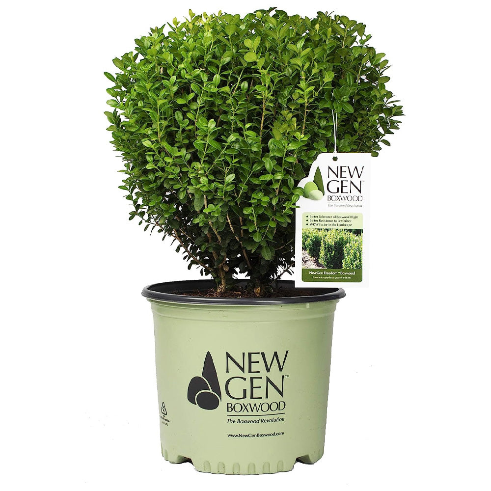 Boxwood, NewGen Freedom #7 – Greenwood Creek Nursery