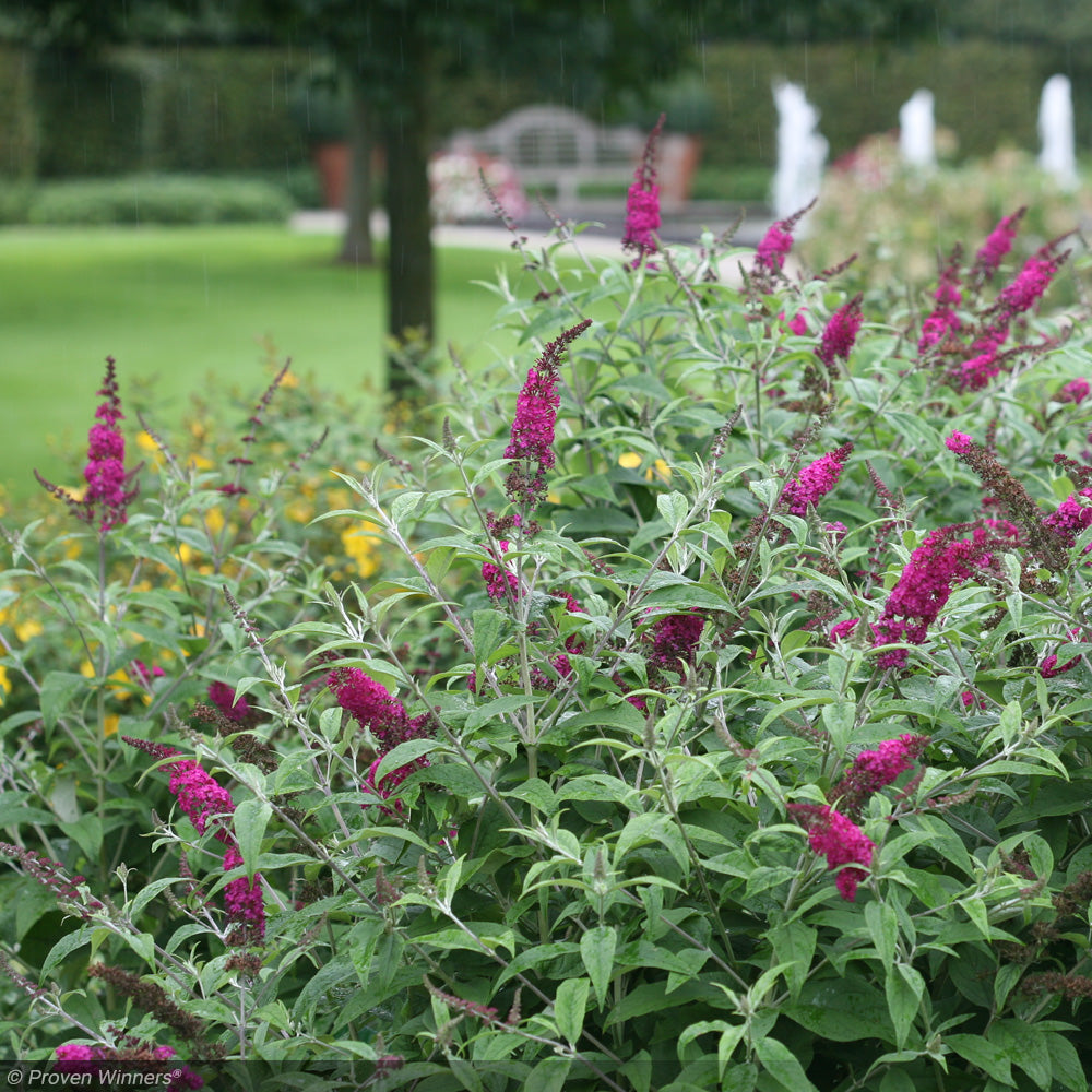 Butterfly Bush, Miss Ruby #3 – Greenwood Creek Nursery