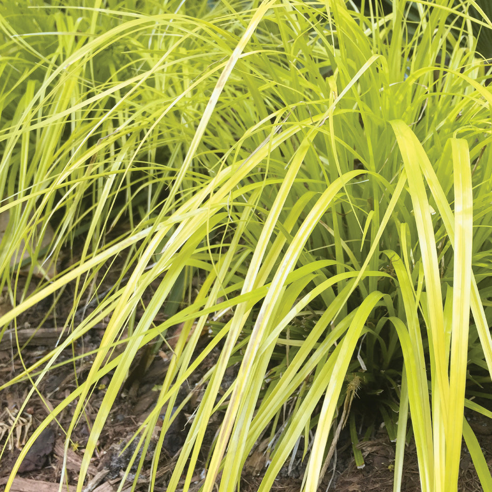 Carex Grass, EverColor Everillo #1 – Greenwood Creek Nursery