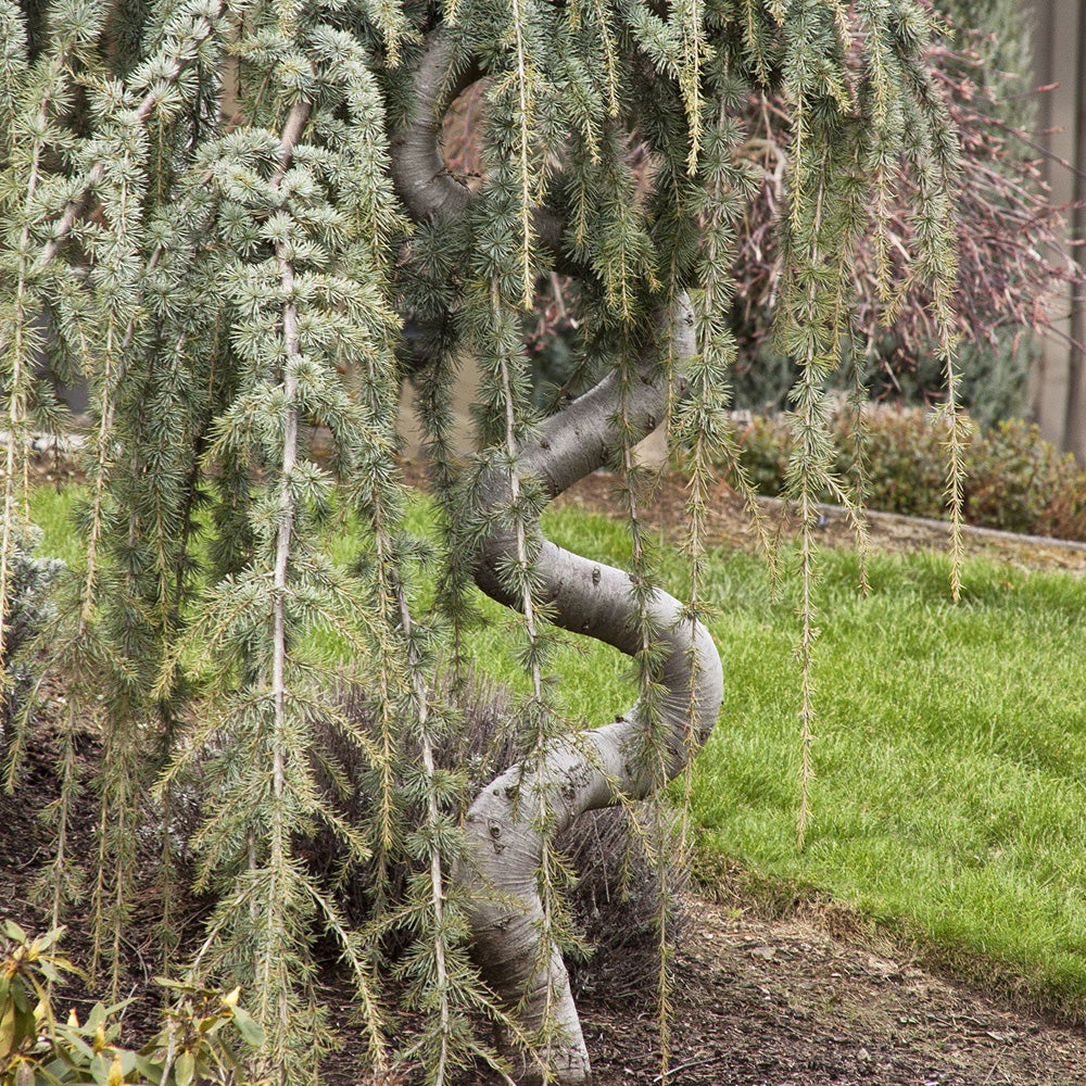 Cedar, Blue Atlas 6' Serpentine – Greenwood Creek Nursery