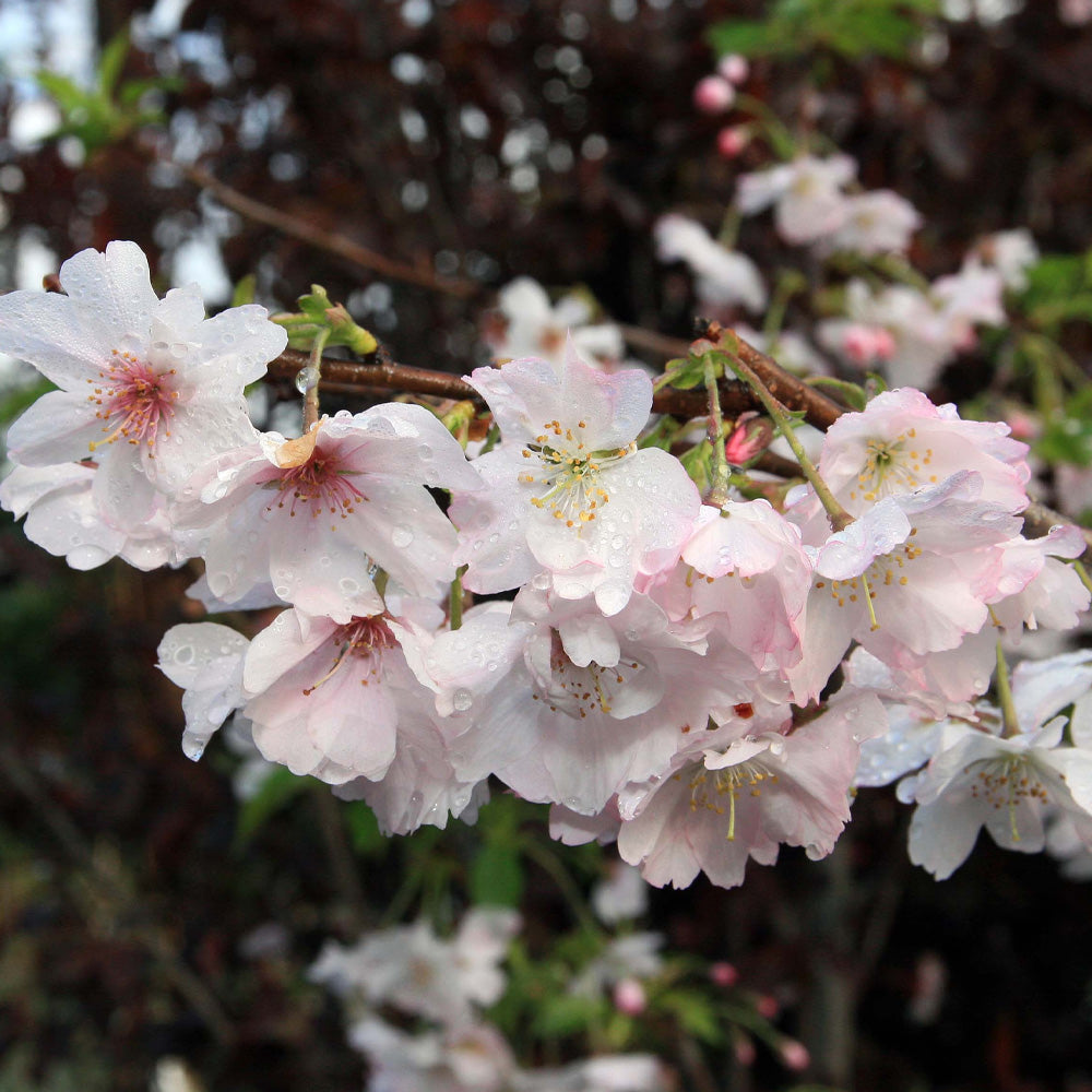 Cherry, Fall Flowering Pink #25 – Greenwood Creek Nursery