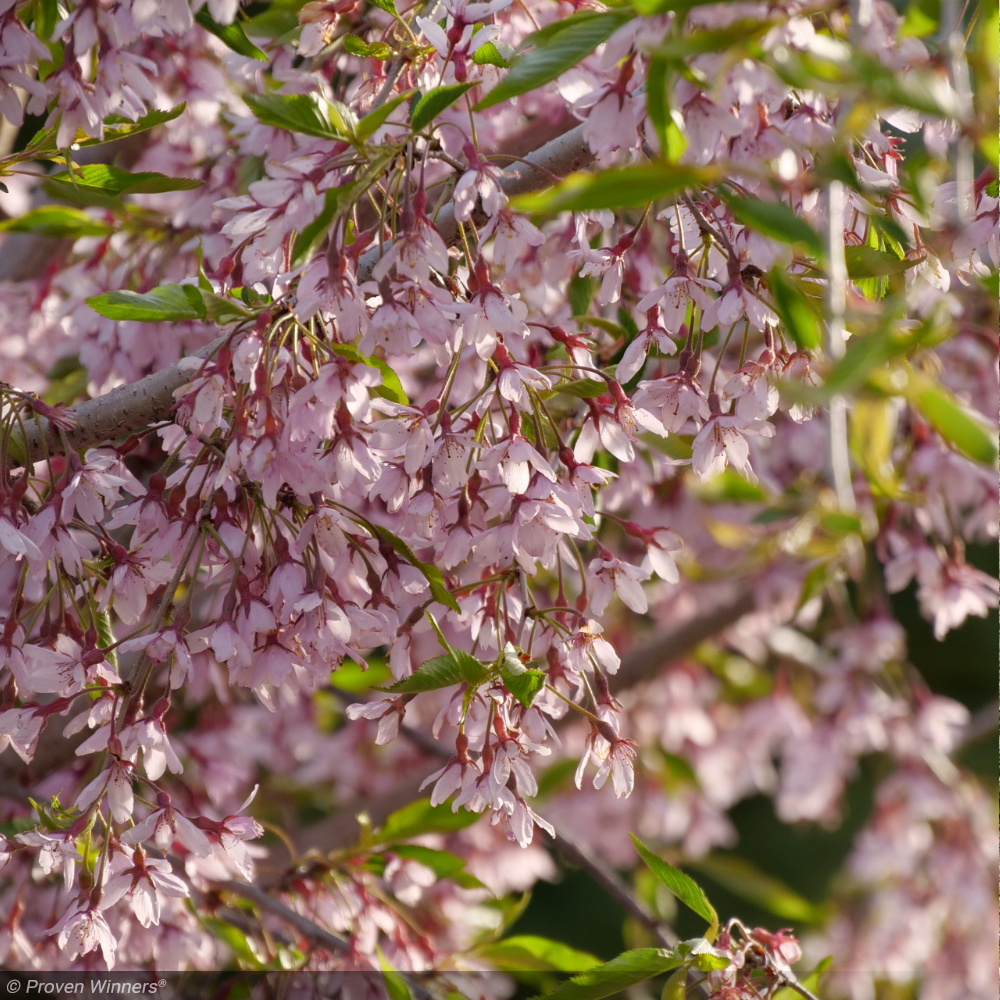 Cherry, Pink Snow Showers #15 – Greenwood Creek Nursery