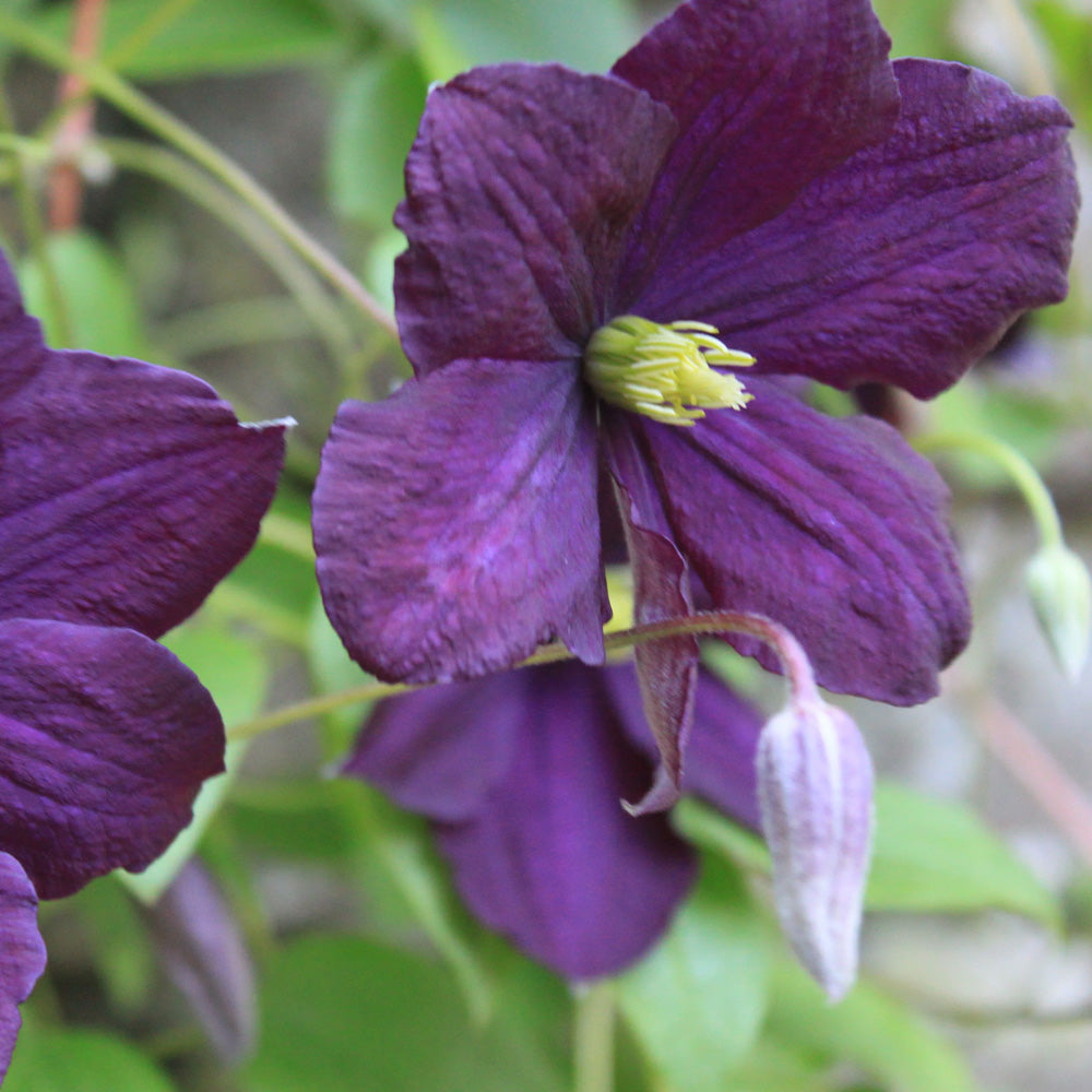 Clematis, Polish Spirit #1 – Greenwood Creek Nursery