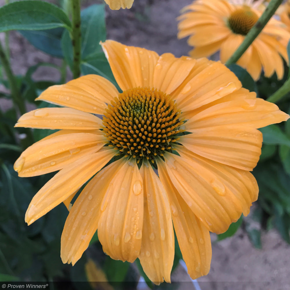 Coneflower, Color Coded One in a Melon #1 – Greenwood Creek Nursery