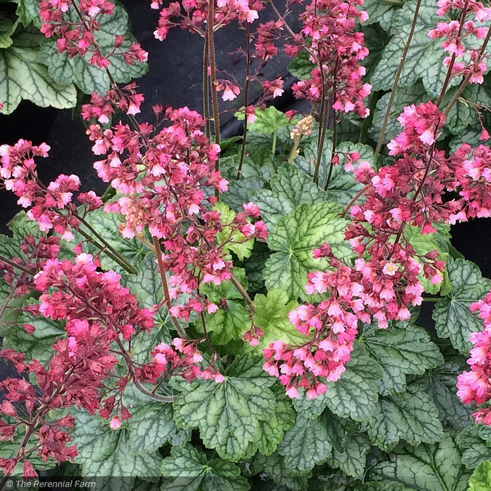 Coral Bells, Berry Timeless #1 – Greenwood Creek Nursery