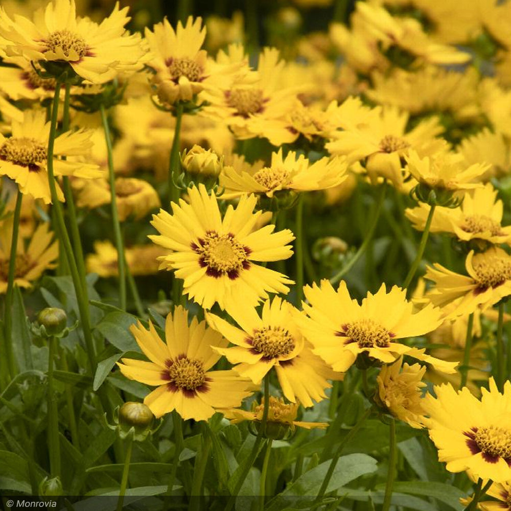 Coreopsis, Bright Touch #1 – Greenwood Creek Nursery