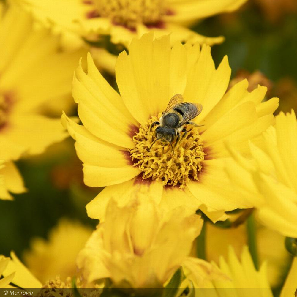 Coreopsis, Bright Touch #1 – Greenwood Creek Nursery