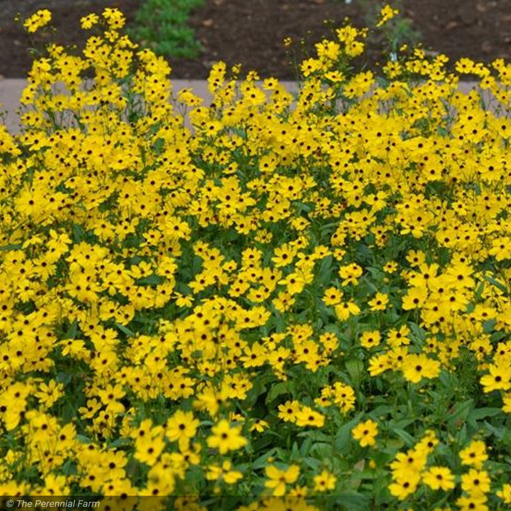 Coreopsis, Summer Sunshine #1 – Greenwood Creek Nursery