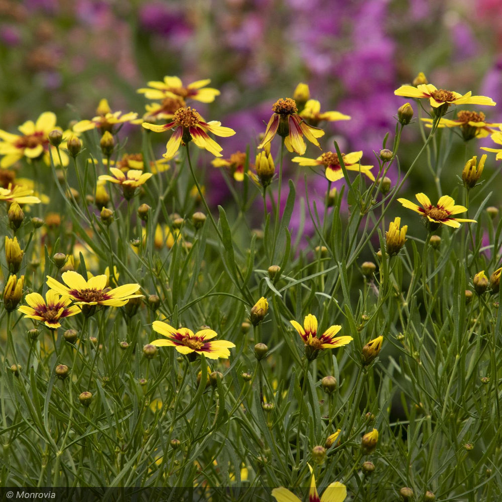 Coreopsis, Sunstar Gold #1 – Greenwood Creek Nursery