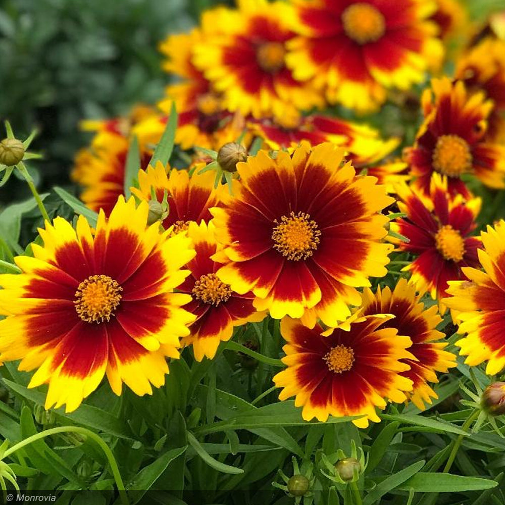 Coreopsis, Uptick Gold & Bronze – Greenwood Creek Nursery