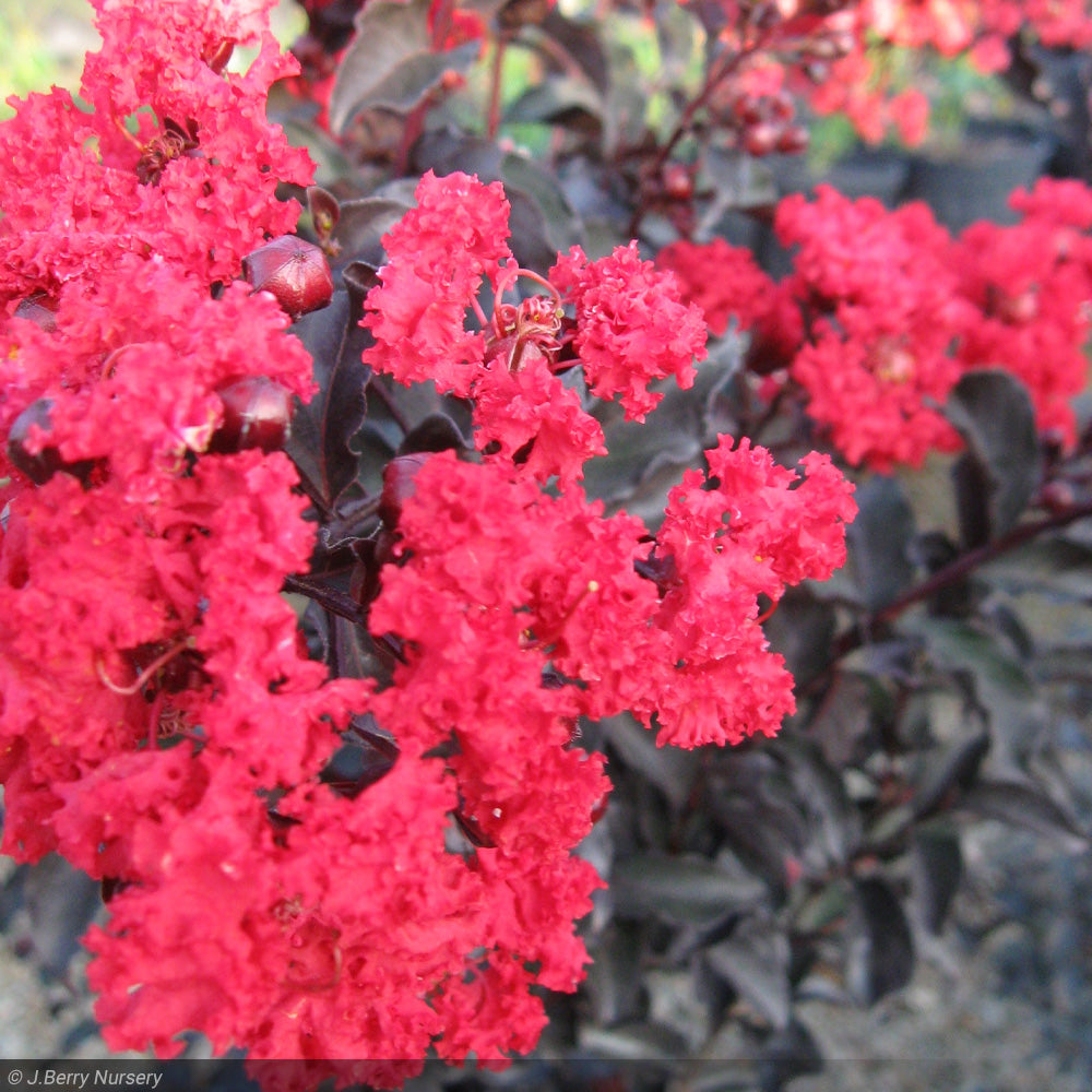Crape Myrtle, Black Diamond Red Hot #10 – Greenwood Creek Nursery