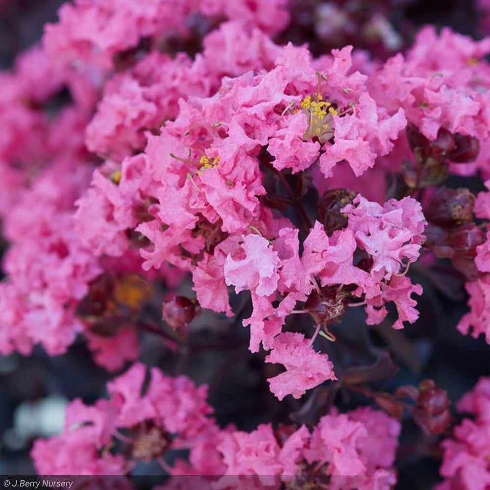 Crape Myrtle, Black Diamond Shell Pink #10 – Greenwood Creek Nursery