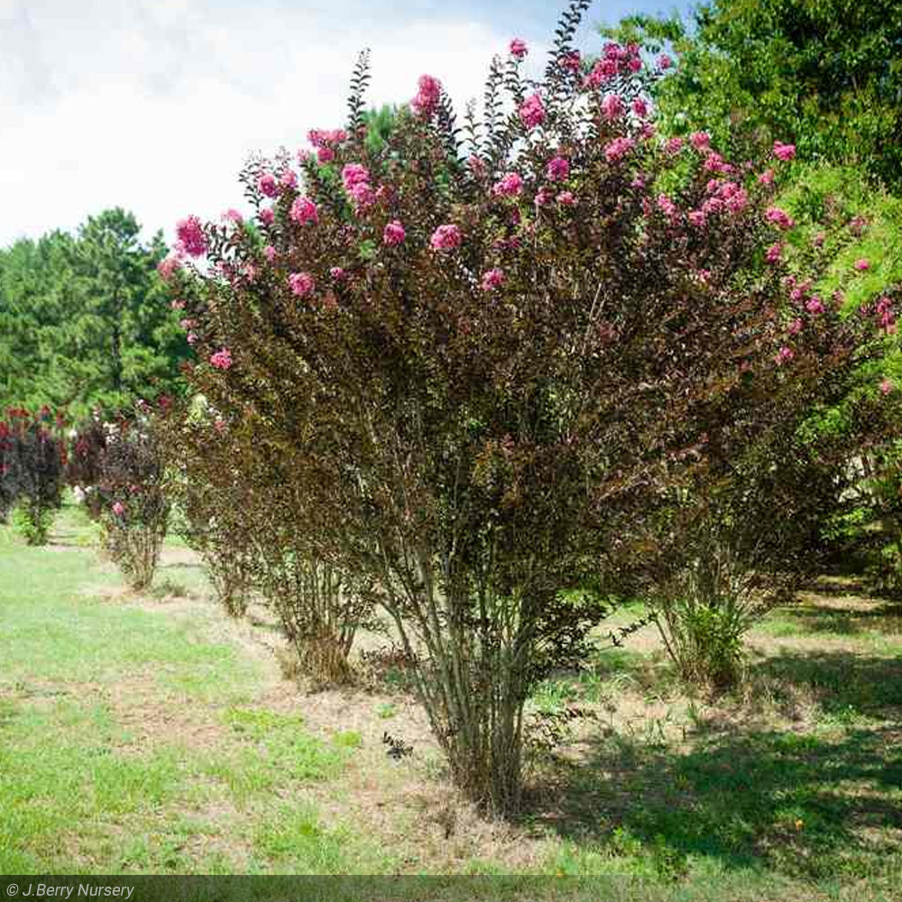 Crape Myrtle, Black Diamond Shell Pink #10 – Greenwood Creek Nursery