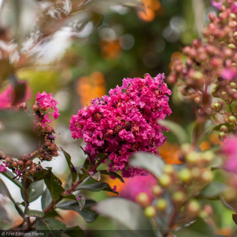 Crape Myrtle, Plum Magic #15 – Greenwood Creek Nursery