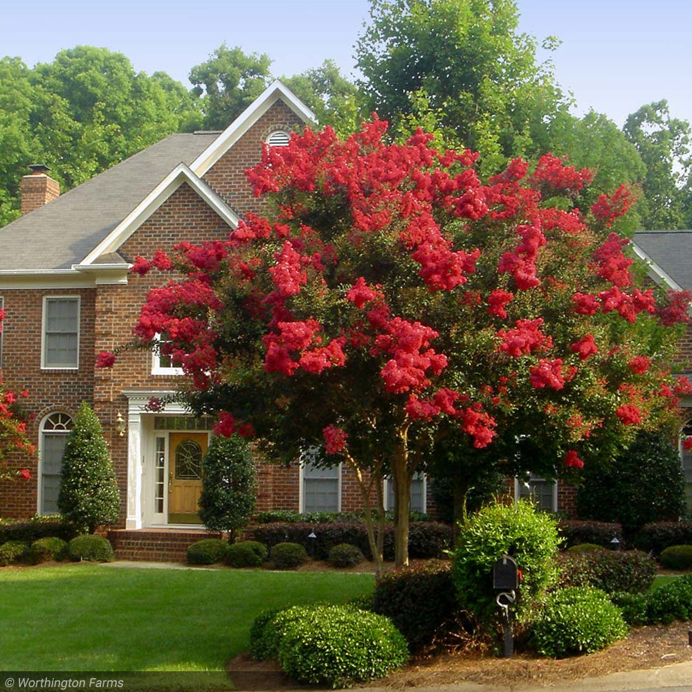 Crape Myrtle, Red Rocket 10' BB – Greenwood Creek Nursery