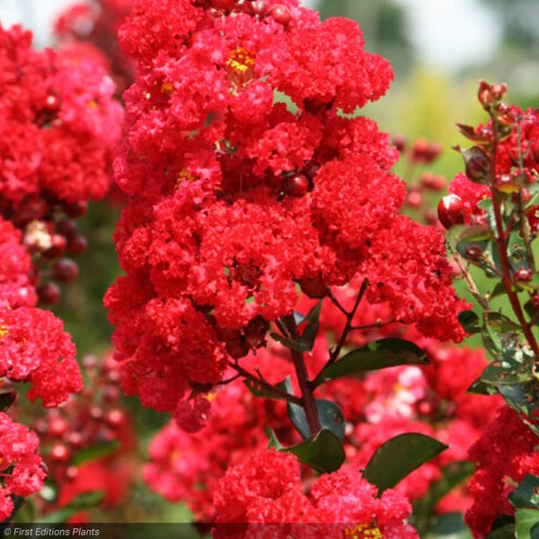 Crape Myrtle, Ruffled Red Magic #3 – Greenwood Creek Nursery