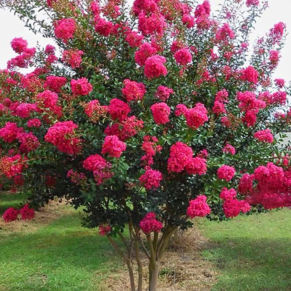 Crape Myrtle, Tonto #15 – Greenwood Creek Nursery