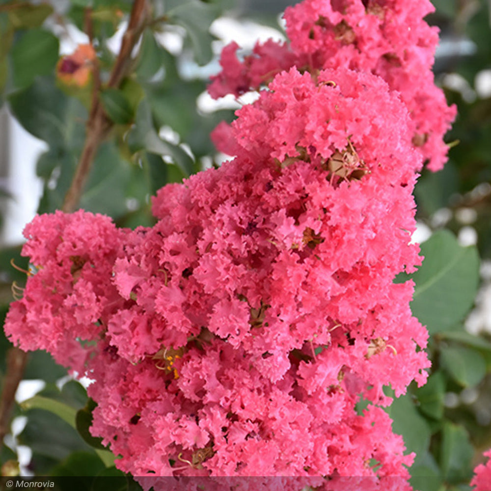 Crape Myrtle, Tuskegee SS #25 – Greenwood Creek Nursery
