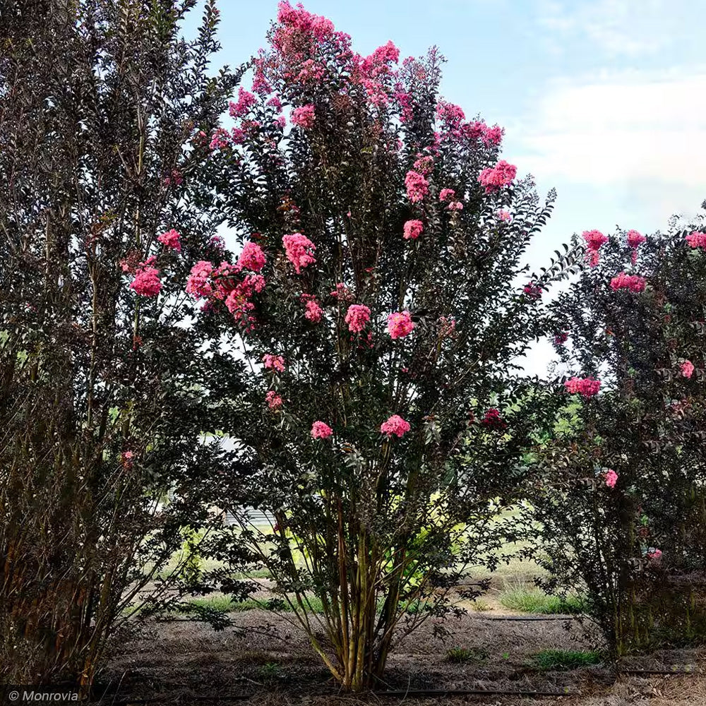 Crape Myrtle, Twilight Magic #3 – Greenwood Creek Nursery