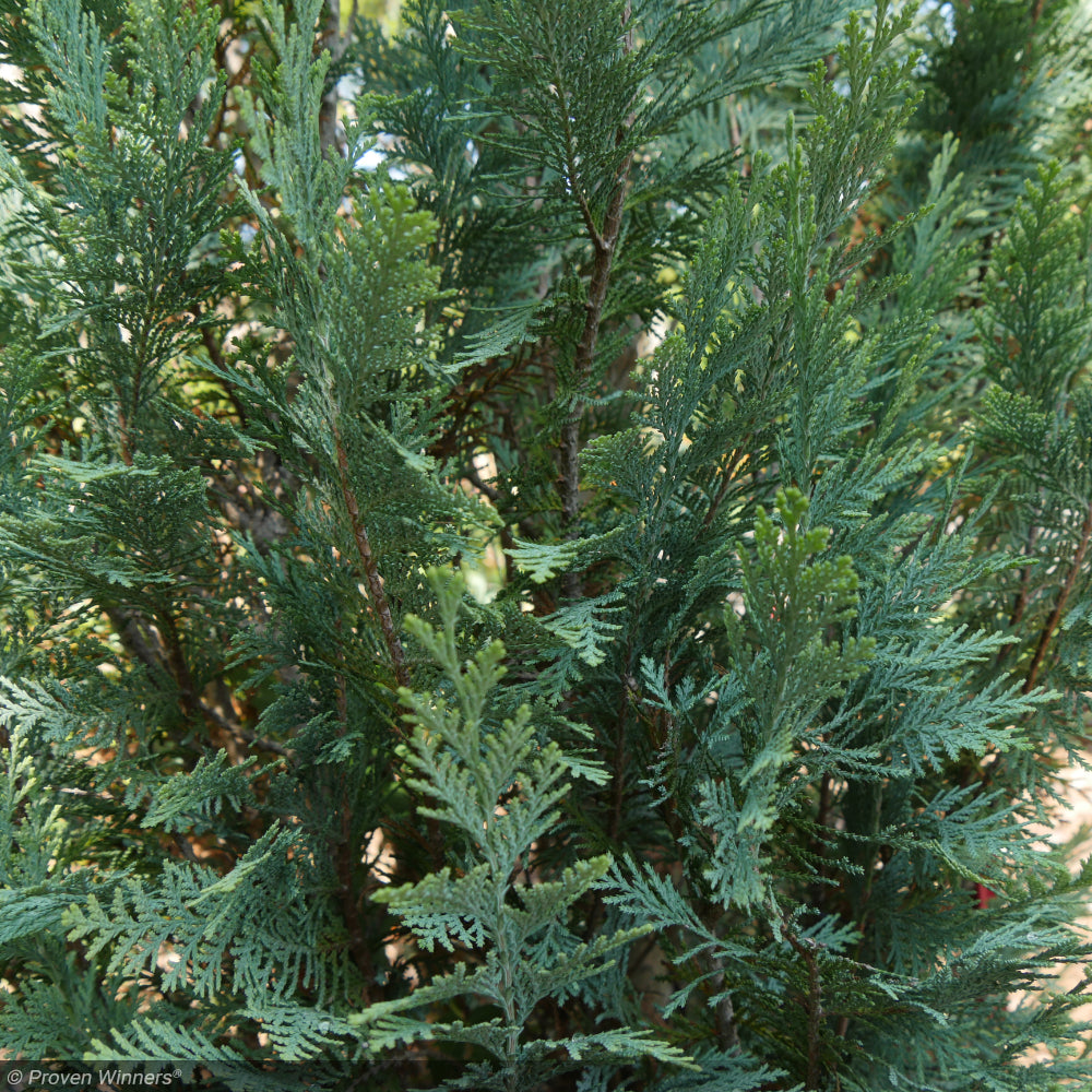 Cypress, Pinpoint Blue #3 – Greenwood Creek Nursery