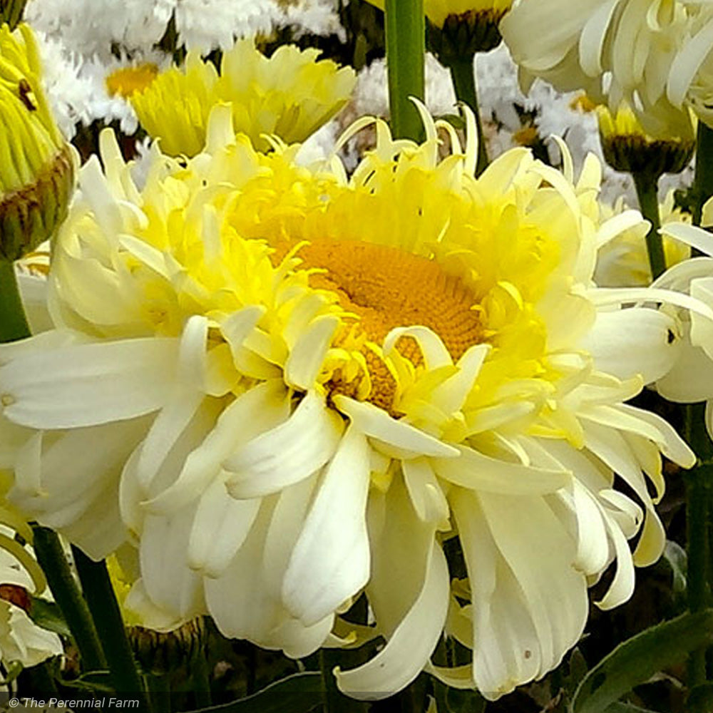 Daisy, Real Charmer #1 – Greenwood Creek Nursery
