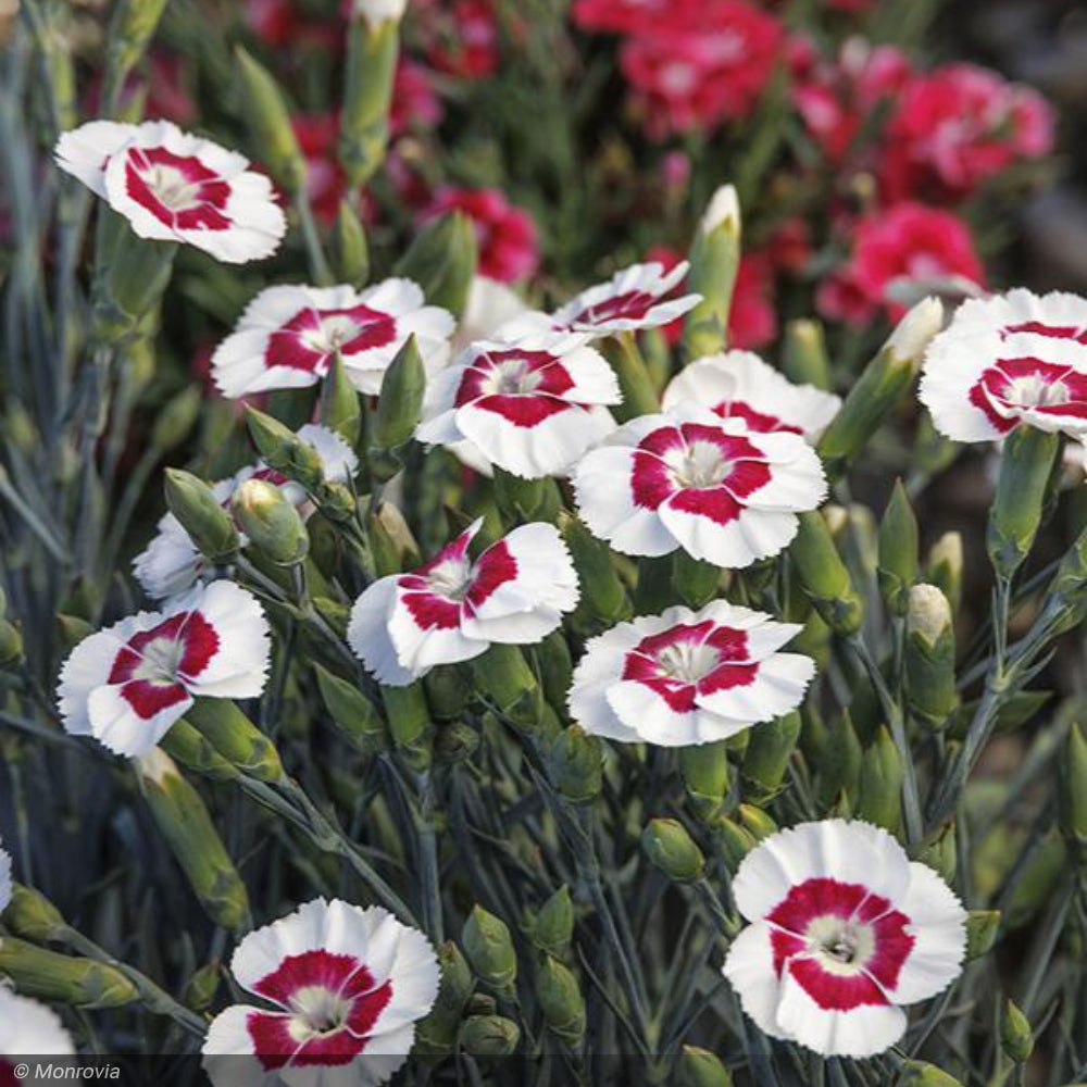 Dianthus, American Pie Berry A La Mode #1 – Greenwood Creek Nursery