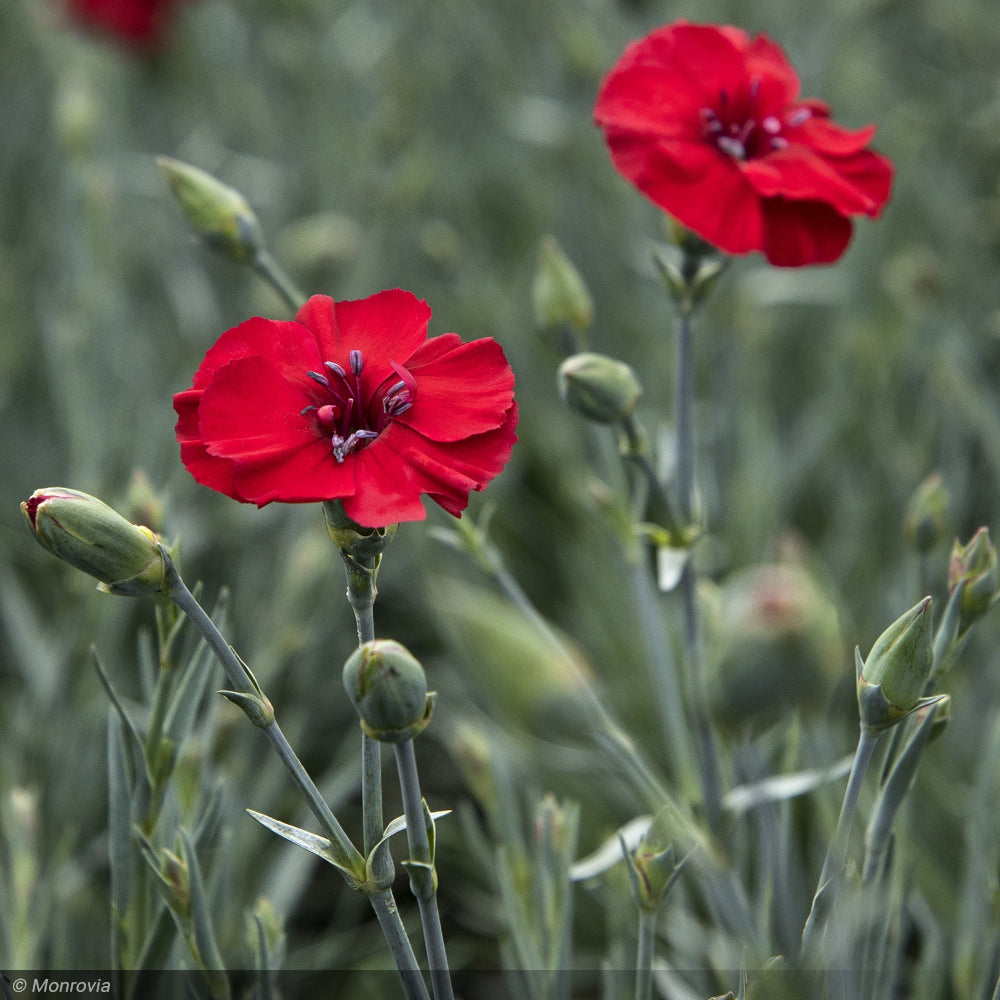 Dianthus, American Pie Cherry Pie #1 – Greenwood Creek Nursery