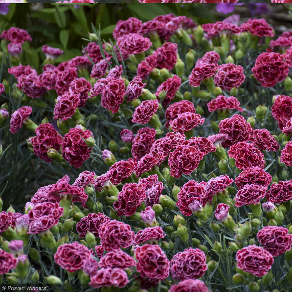 Dianthus, Fruit Punch Cherry Vanilla #1 – Greenwood Creek Nursery
