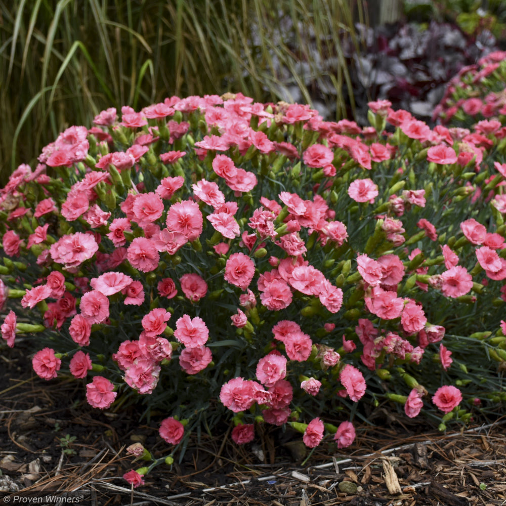 Dianthus, Fruit Punch Classic Coral #1 – Greenwood Creek Nursery