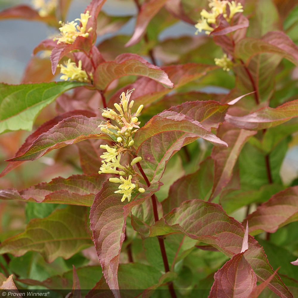 Diervilla, Kodiak Orange #3 – Greenwood Creek Nursery
