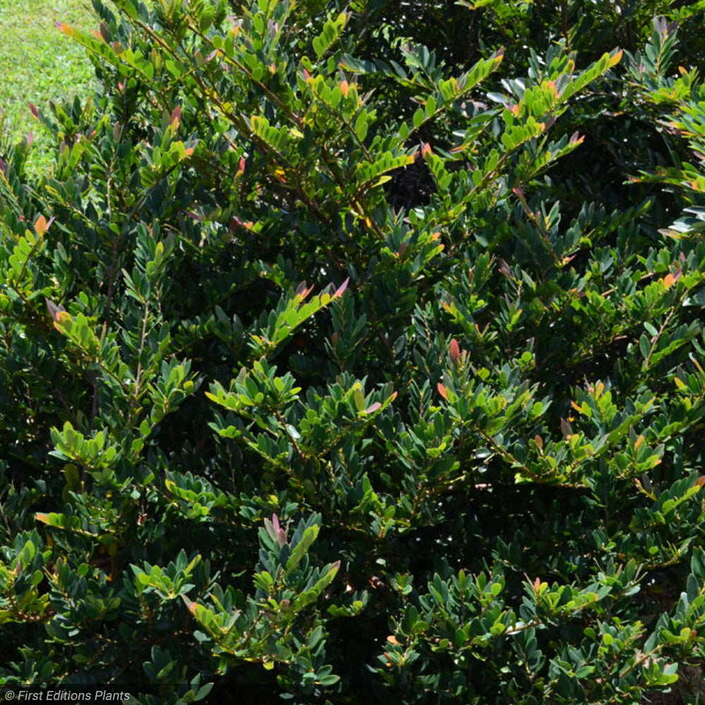 Distylium, Coppertone #3 – Greenwood Creek Nursery