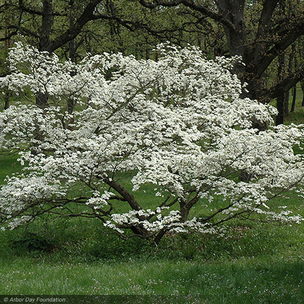 Dogwood, Cherokee Princess #10 – Greenwood Creek Nursery